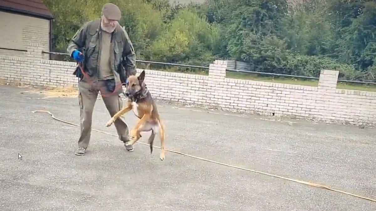 Human reactivity with Daisy - Obsidian K9 Academy